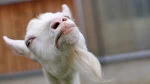 Was ist die Ziegen-Kitzelfolter? | BioLiebert